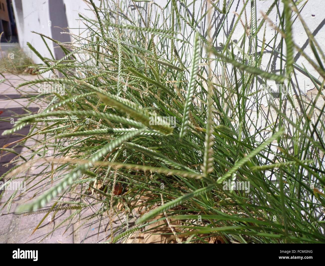 Cynodon dactylon hi-res stock photography and images - Alamy