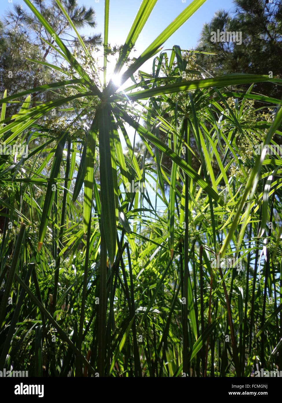 Papiro Stock Photos & Papiro Stock Images - Alamy