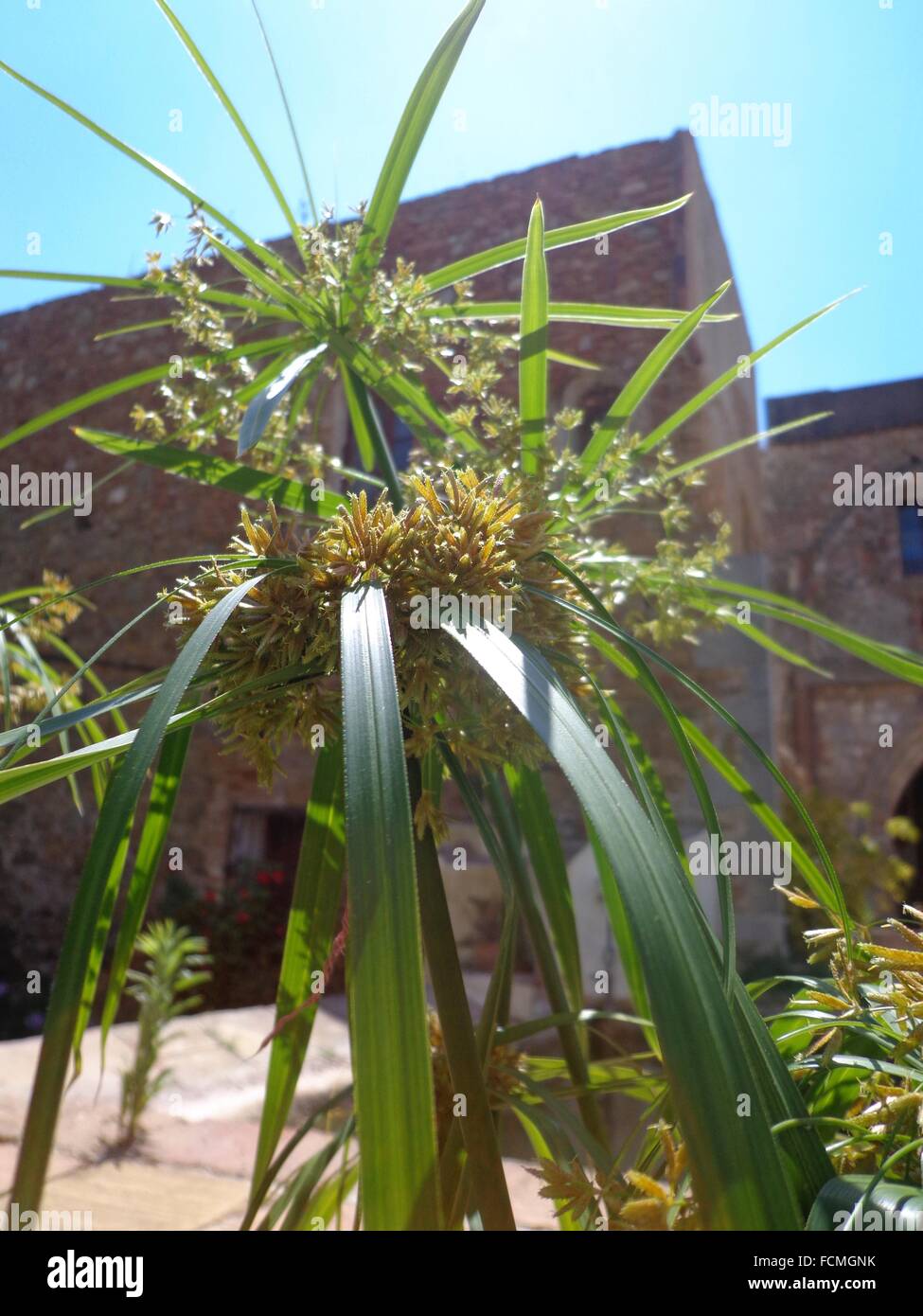 Papirus hi-res stock photography and images - Alamy