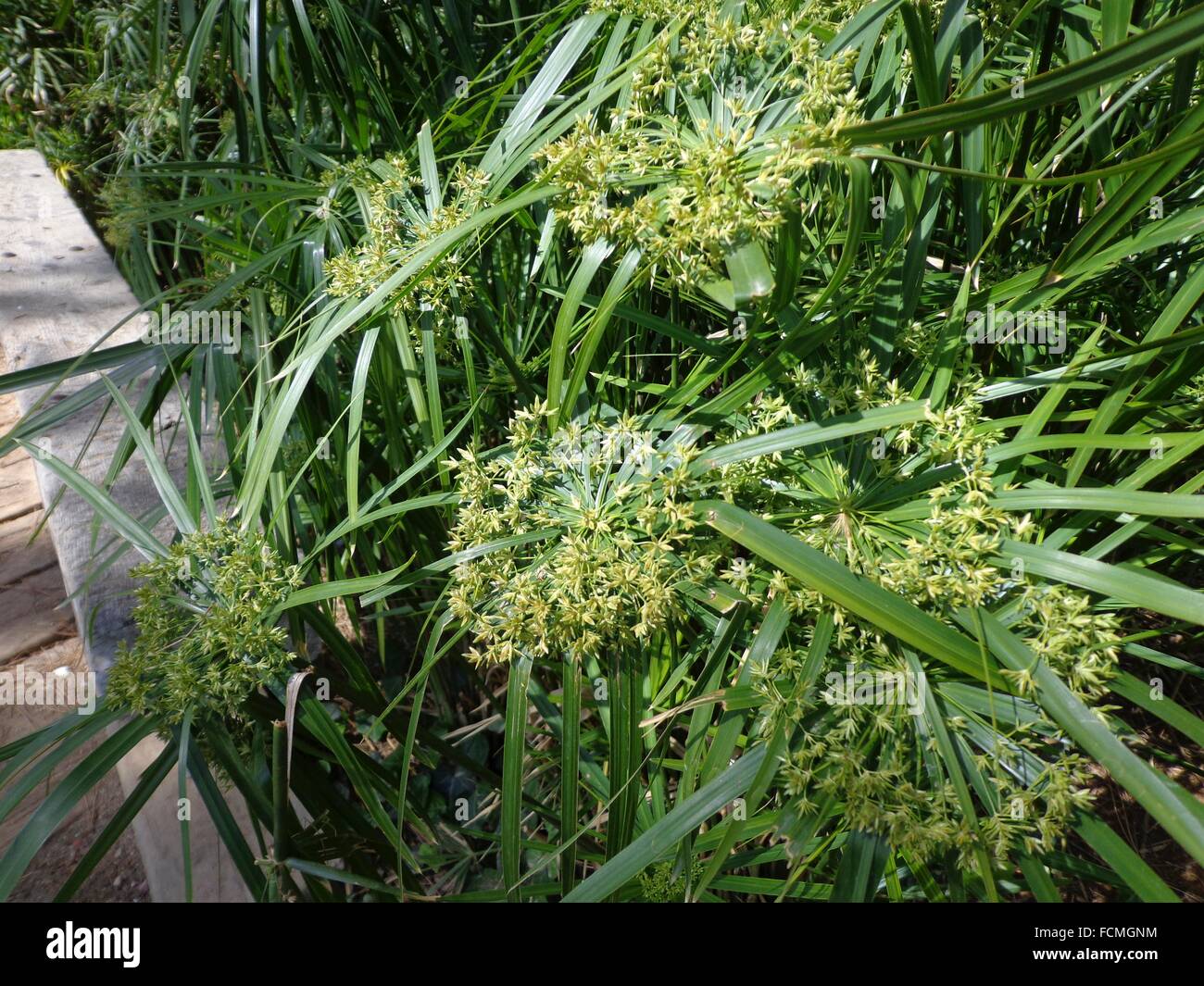 Papirus paper hi-res stock photography and images - Alamy