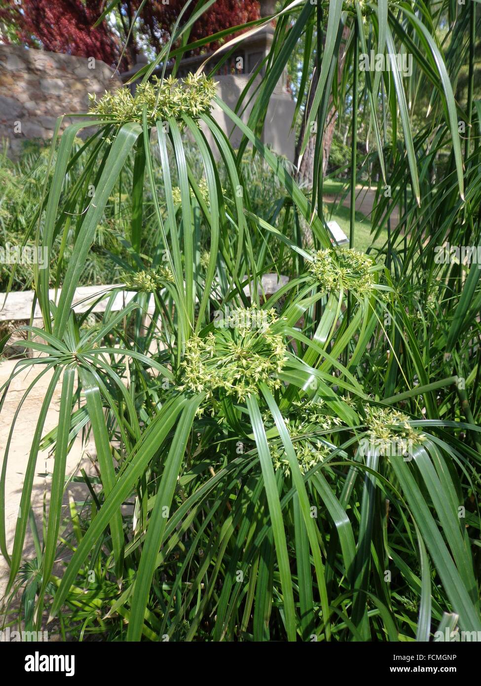 Papirus hi-res stock photography and images - Alamy