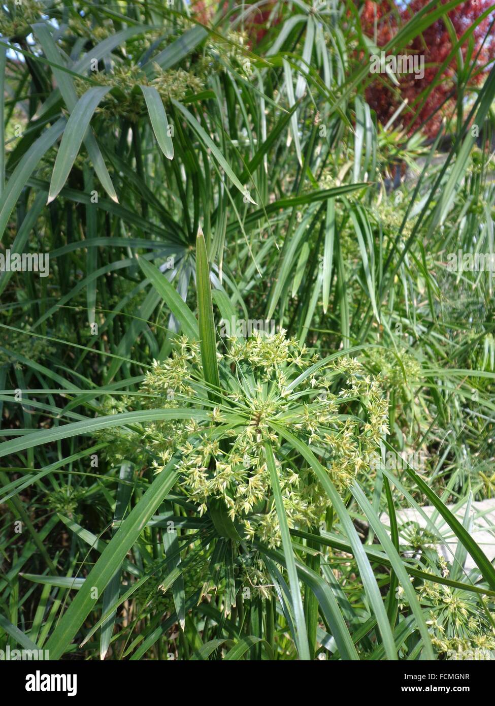 Papirus paper hi-res stock photography and images - Alamy