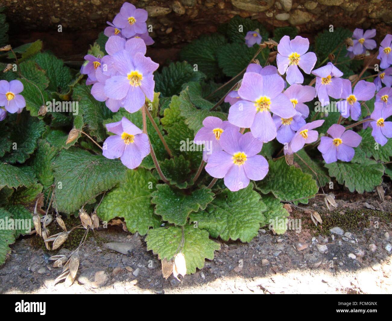 Ramonda Myconi High Resolution Stock Photography and Images - Alamy