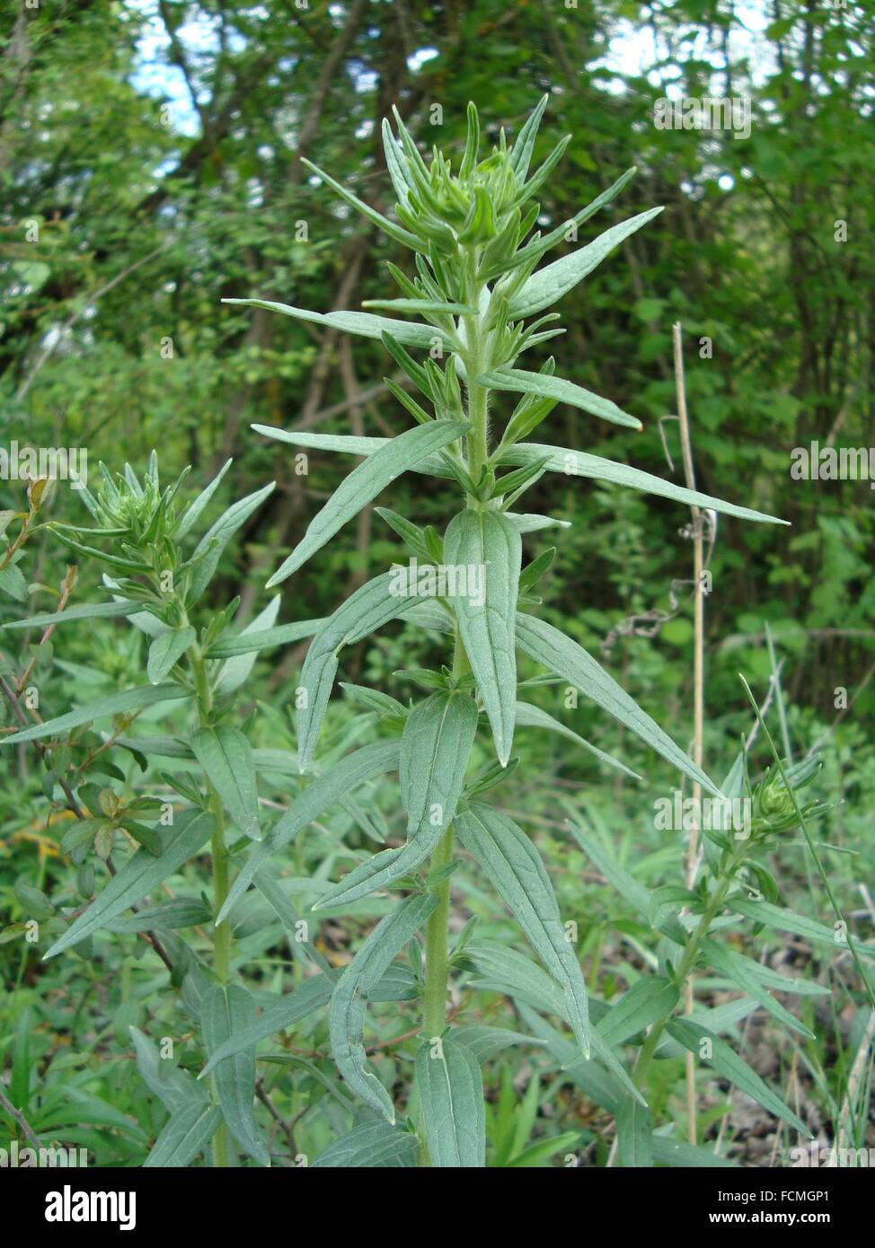 Lithospermum officinale hi-res stock photography and images - Alamy