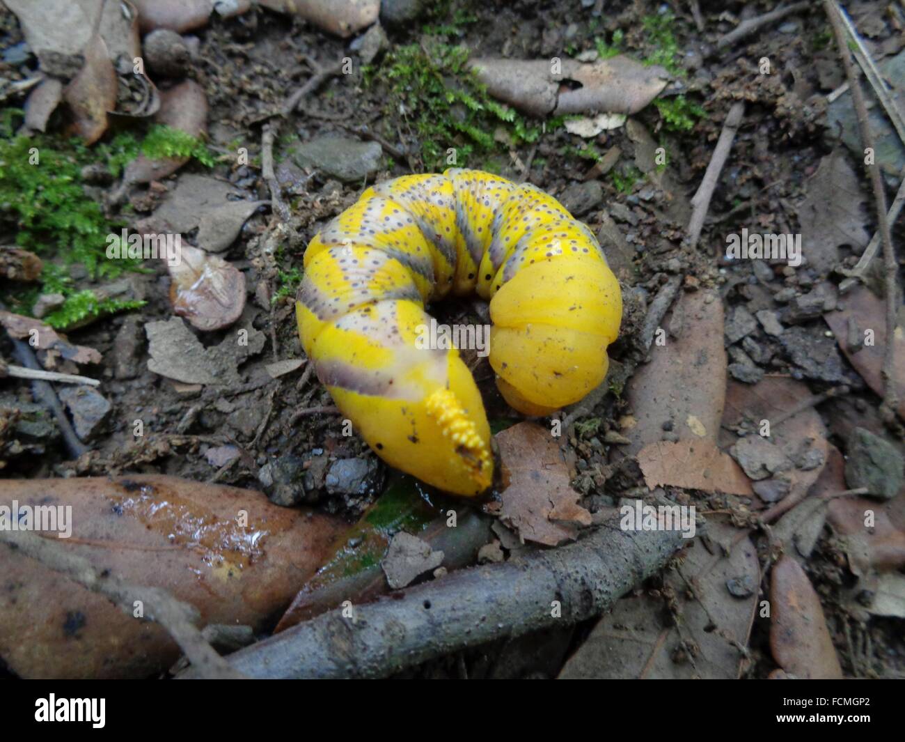 Acherontia moth hi-res stock photography and images - Alamy
