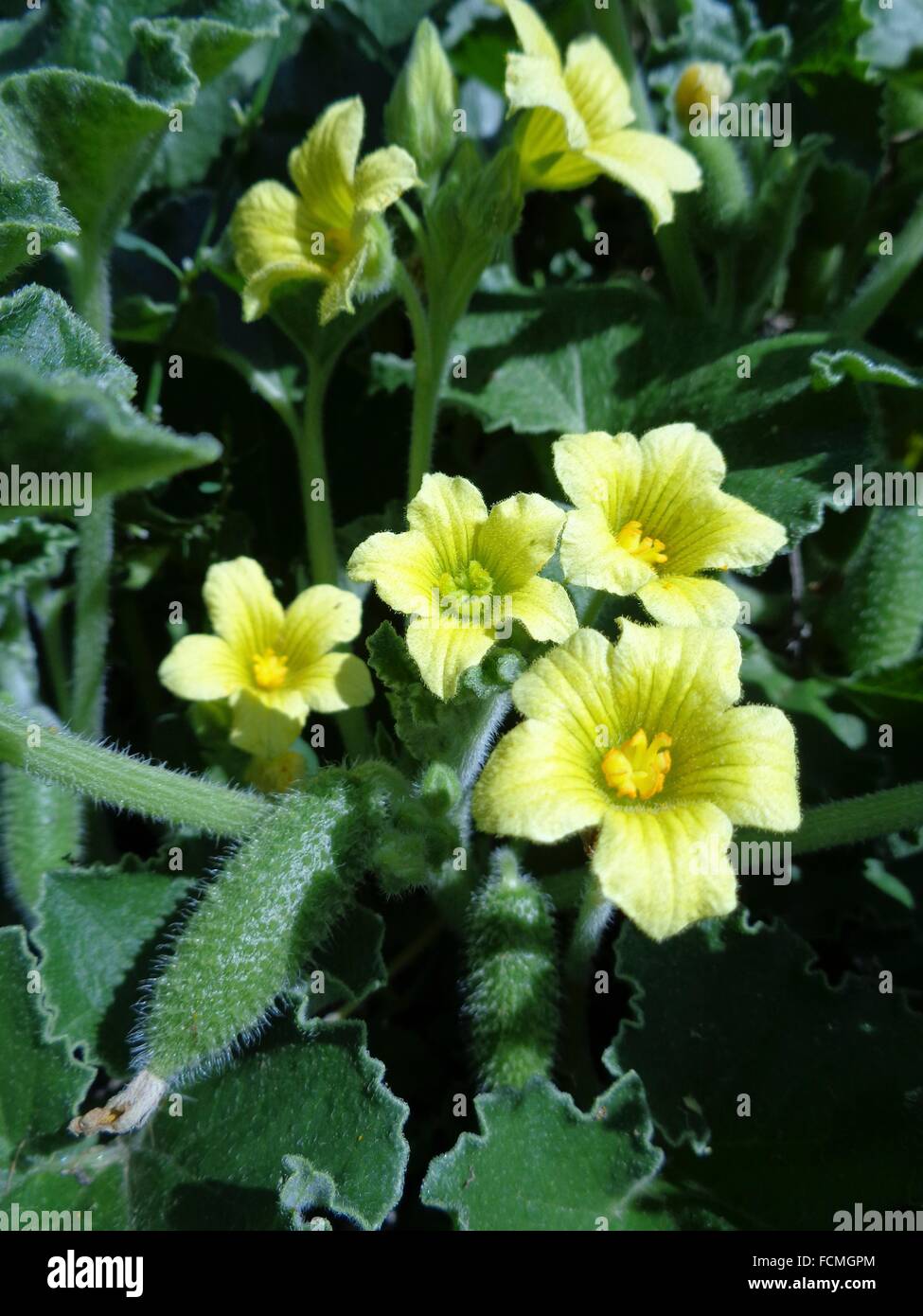 Ecballium hi-res stock photography and images - Alamy