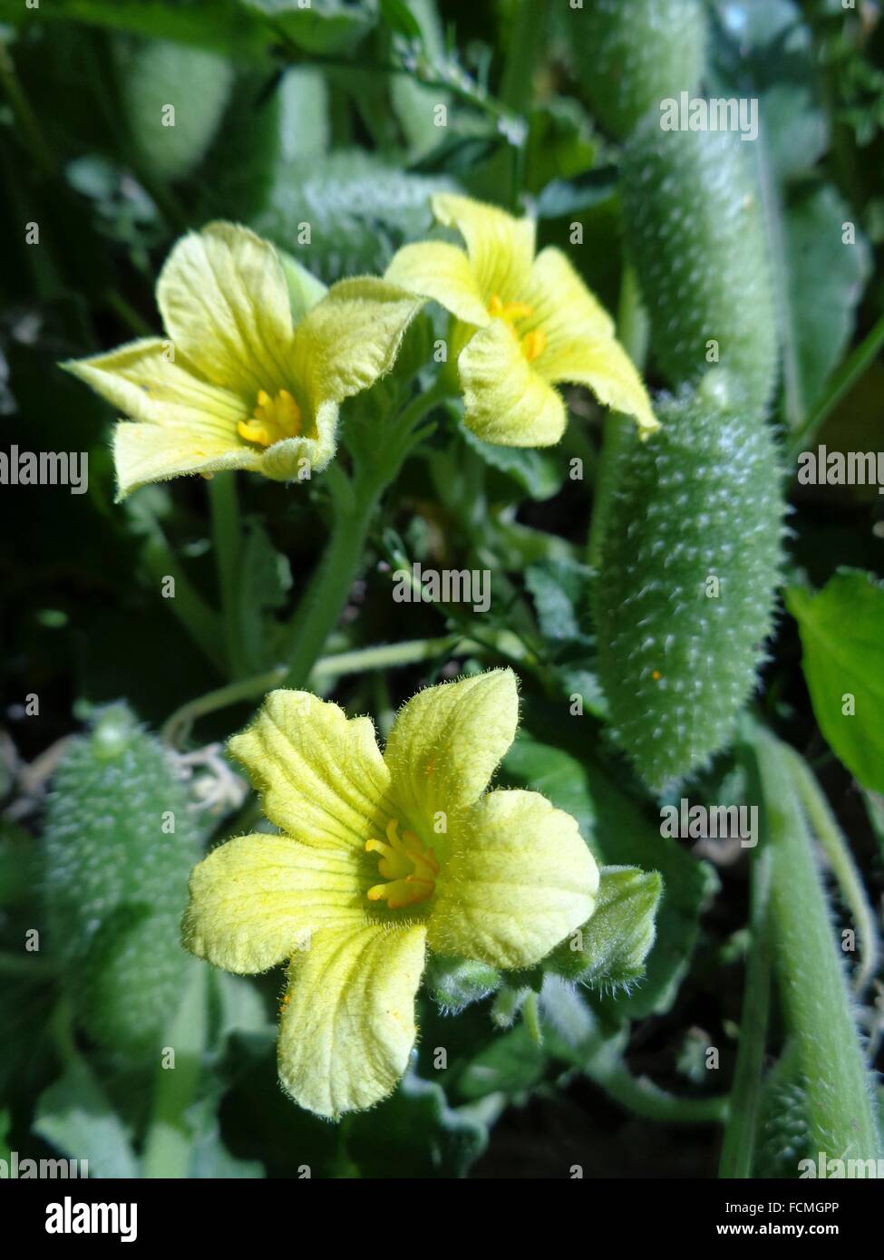 Ecballium hi-res stock photography and images - Alamy