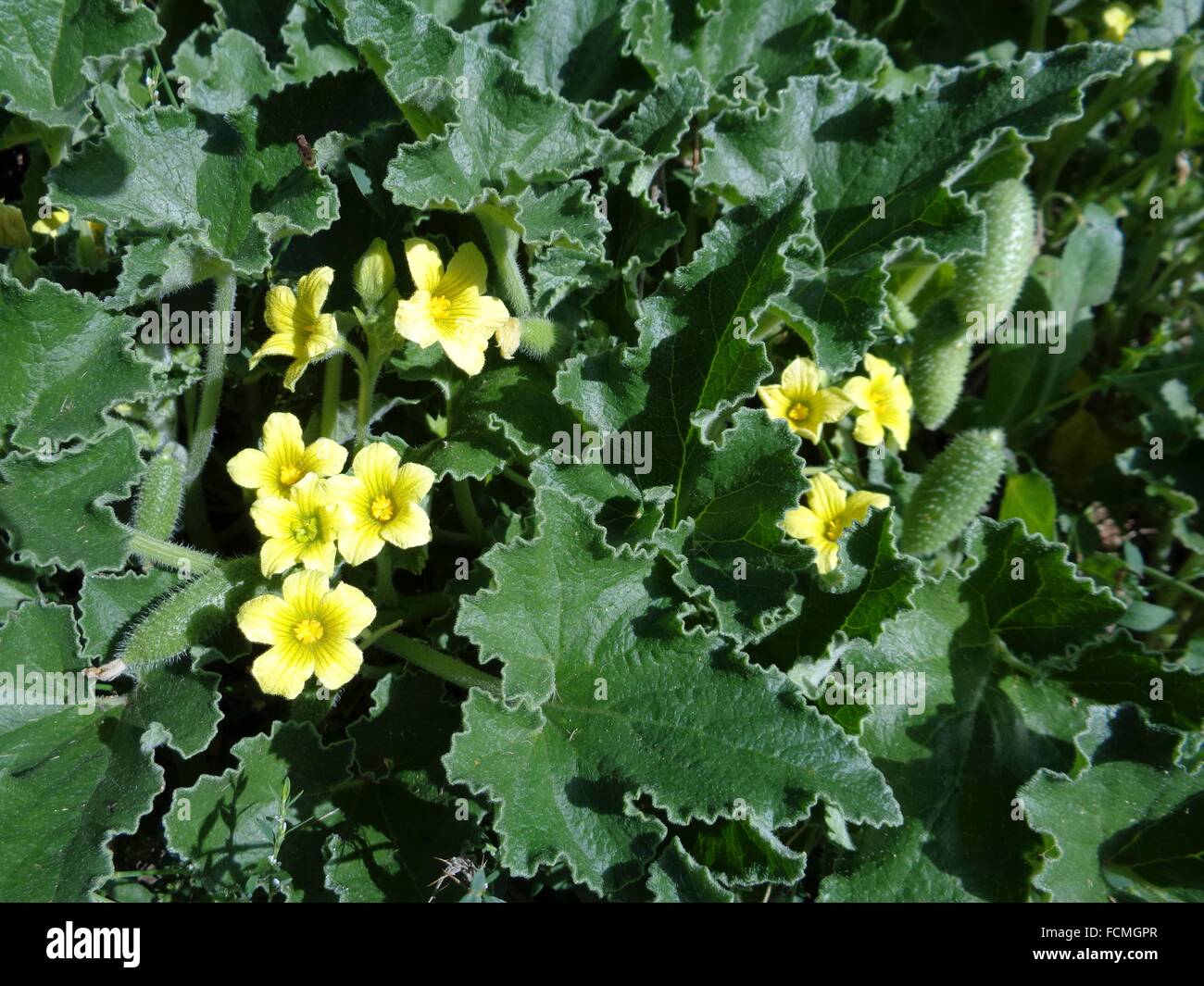 Ecballium High Resolution Stock Photography and Images - Alamy