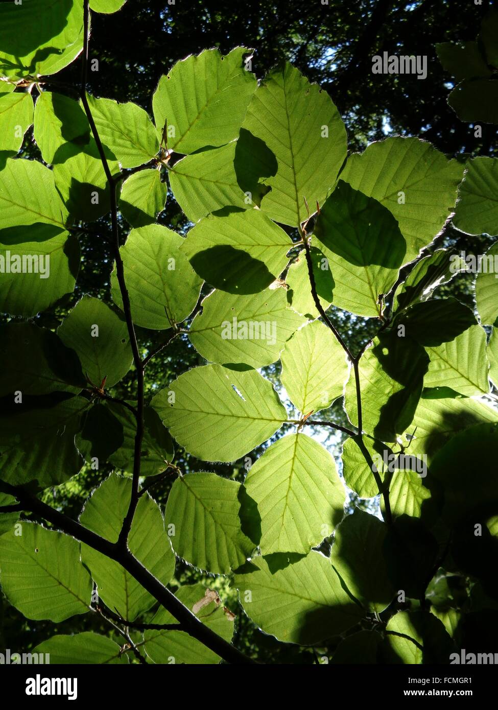 Faig hi-res stock photography and images - Alamy