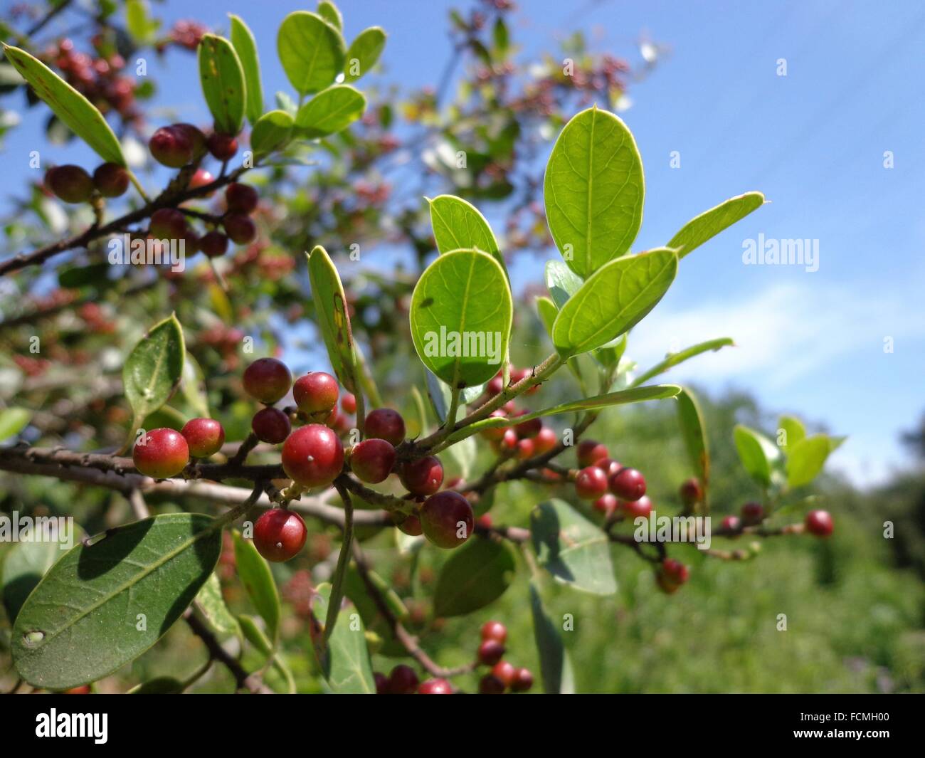 Rhamnus alaternus hi-res stock photography and images - Alamy