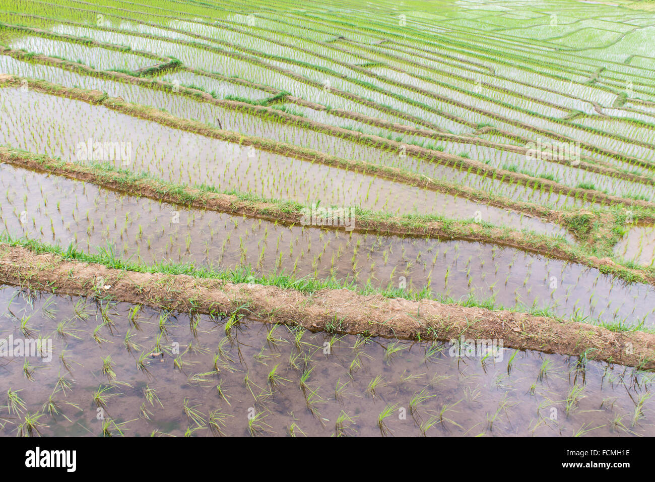 terraces rice field Stock Photo - Alamy