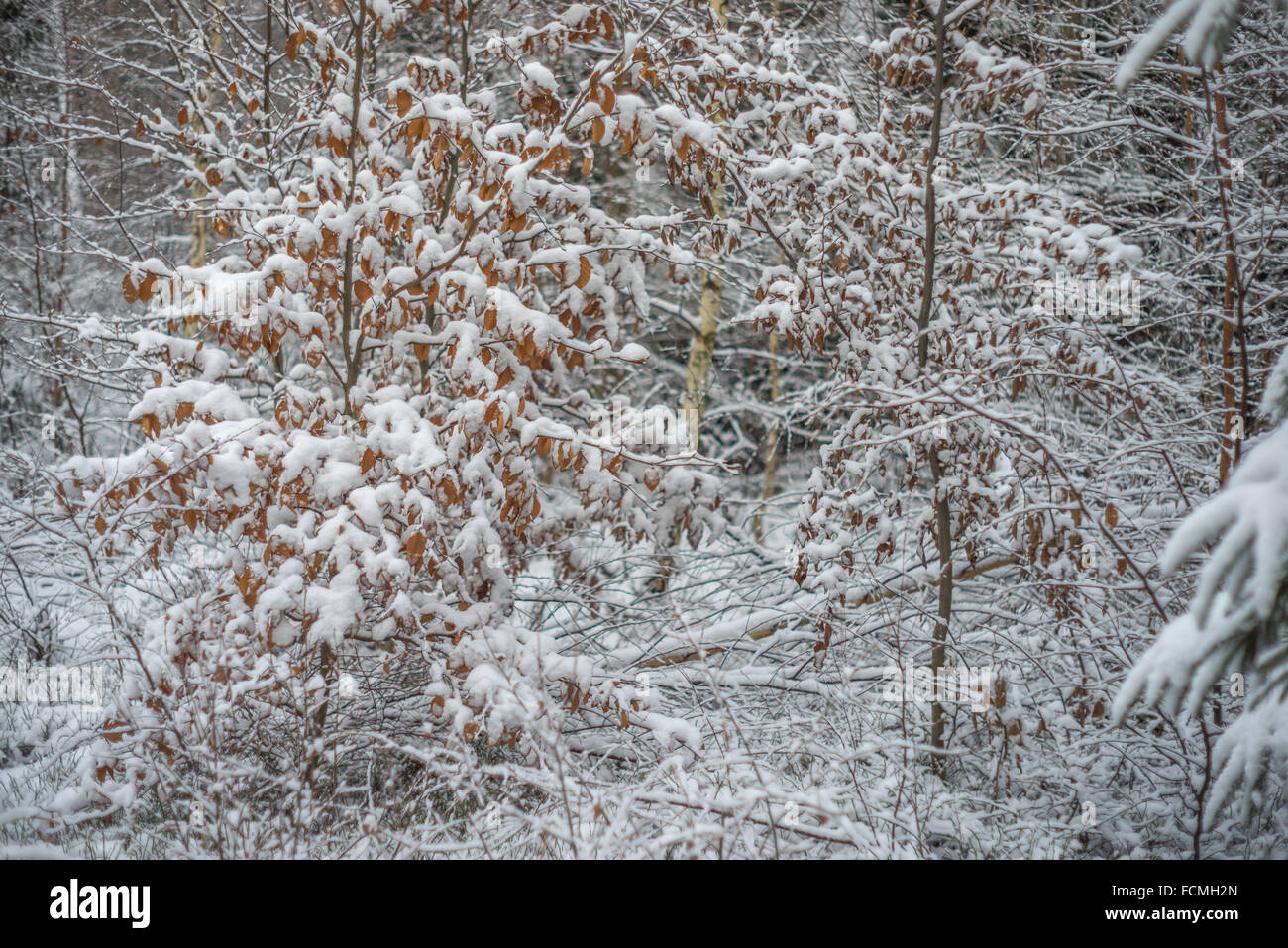 Young beech trees covered with pure fresh snow Stock Photo - Alamy
