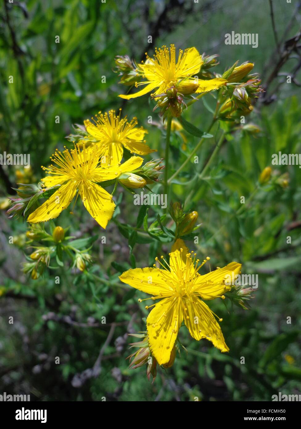 Hypericum perforatum hi-res stock photography and images - Alamy