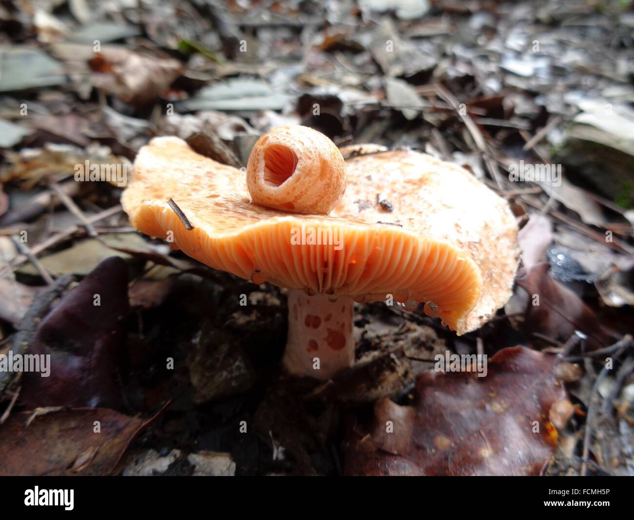Lactarius vinosus hi-res stock photography and images - Alamy