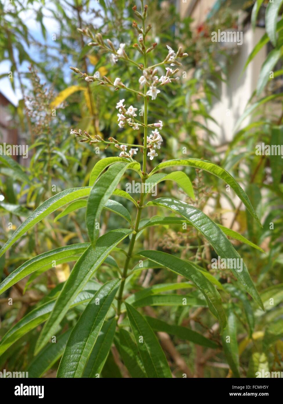 Lippia hi-res stock photography and images - Alamy