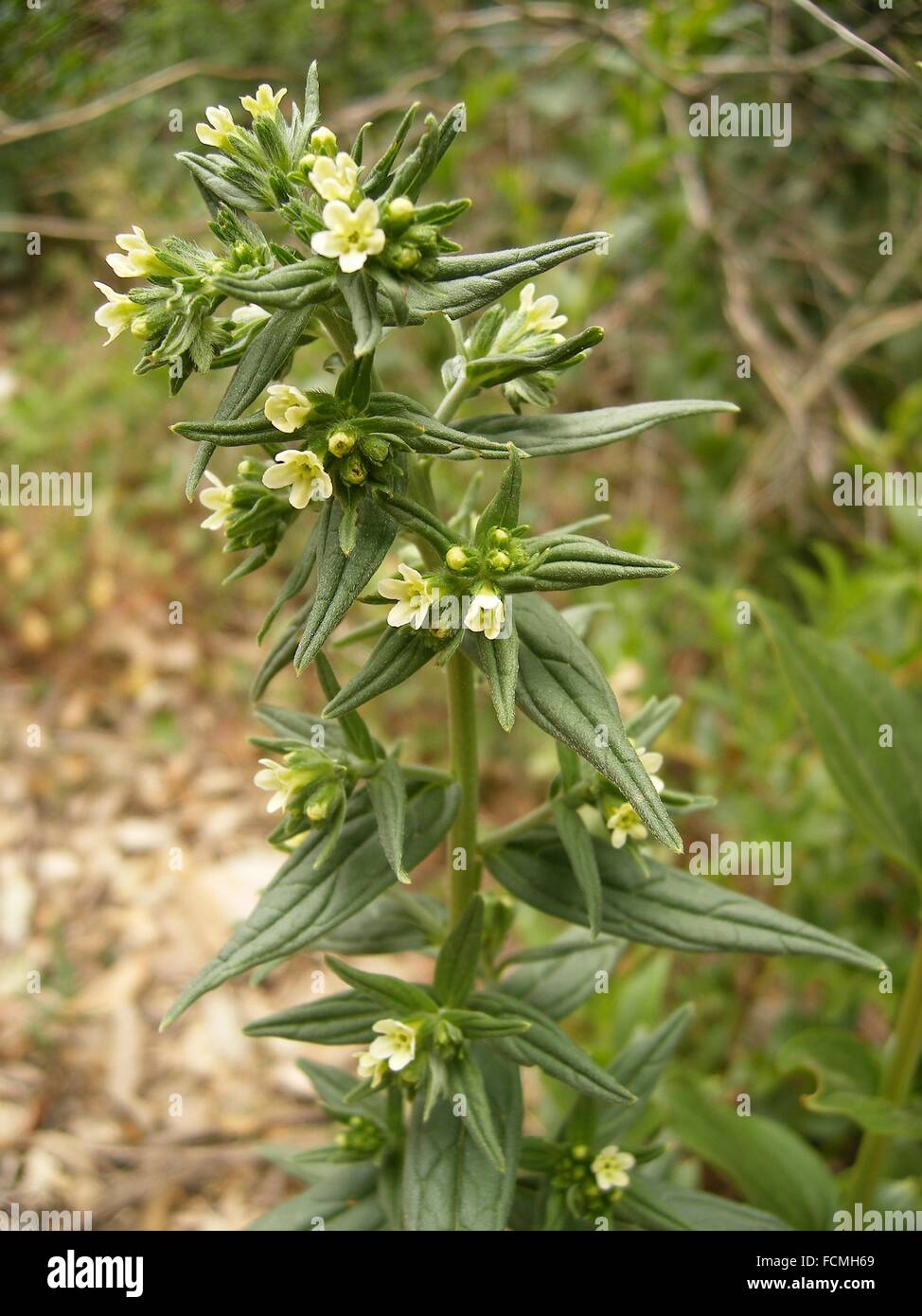 Lithospermum officinale hi-res stock photography and images - Alamy