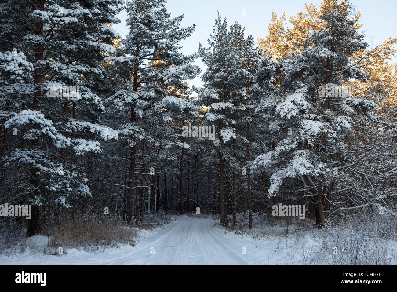 Snowy forest road Stock Photo - Alamy