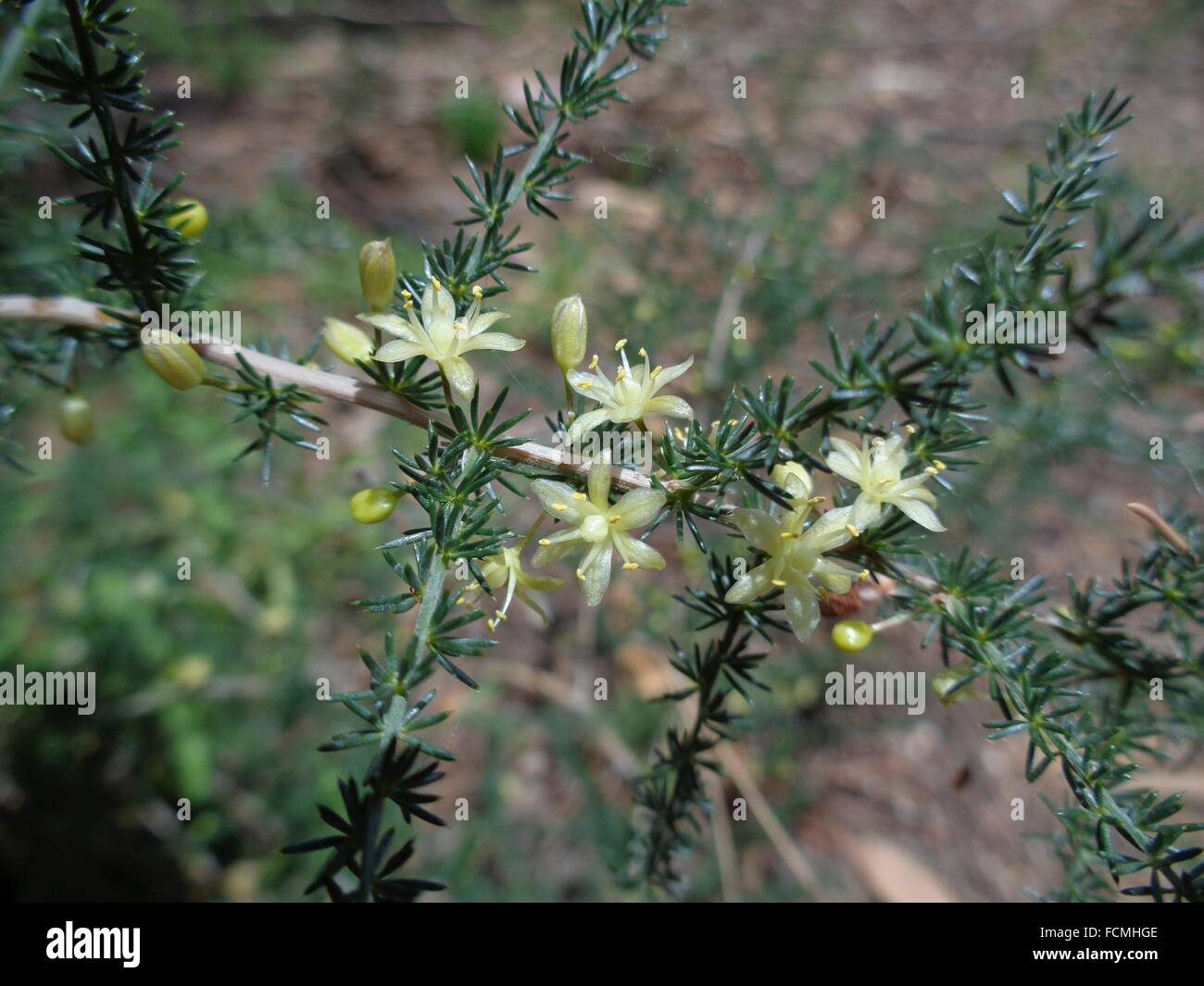 Asparagus asparagus acutifolius hi-res stock photography and images - Alamy