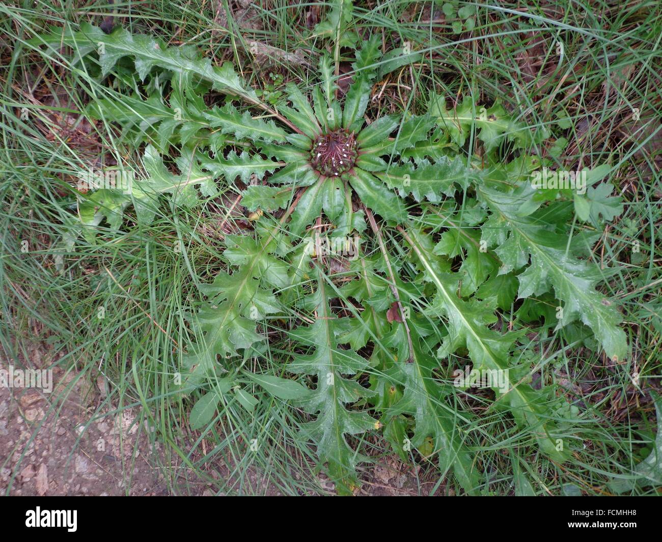Carline acaulis hi-res stock photography and images - Alamy