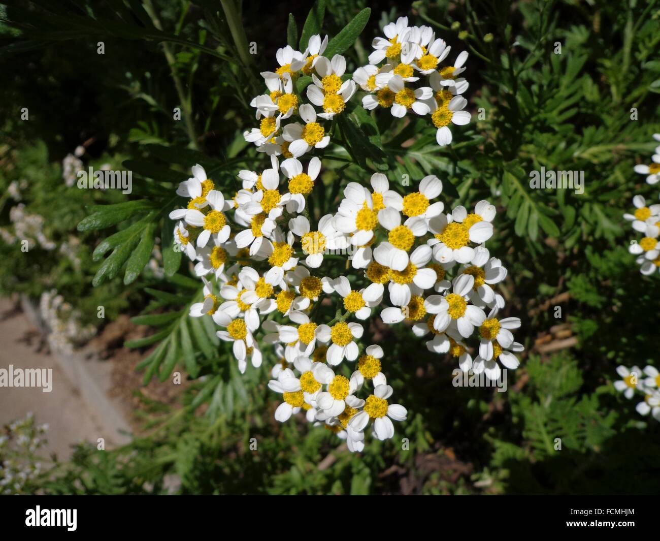 Matricaria Sp High Resolution Stock Photography and Images - Alamy