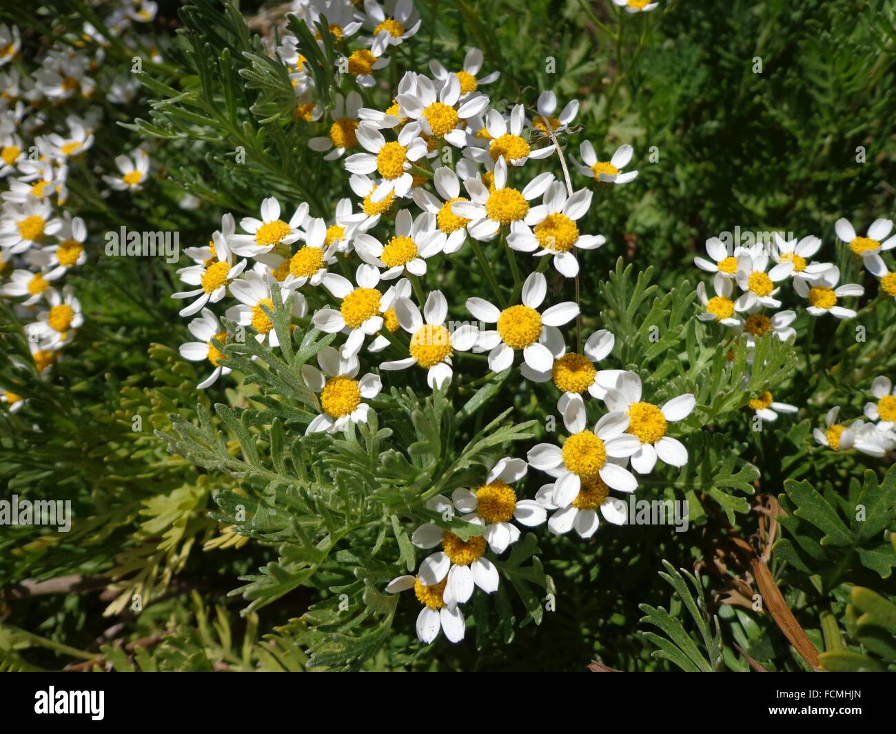 Matricaria sp hi-res stock photography and images - Alamy