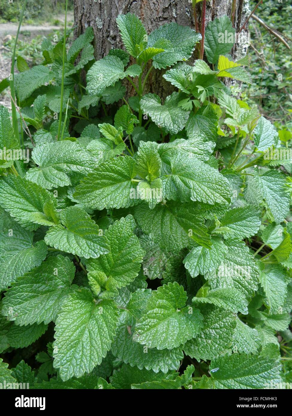 Melisa officinalis hi-res stock photography and images - Alamy