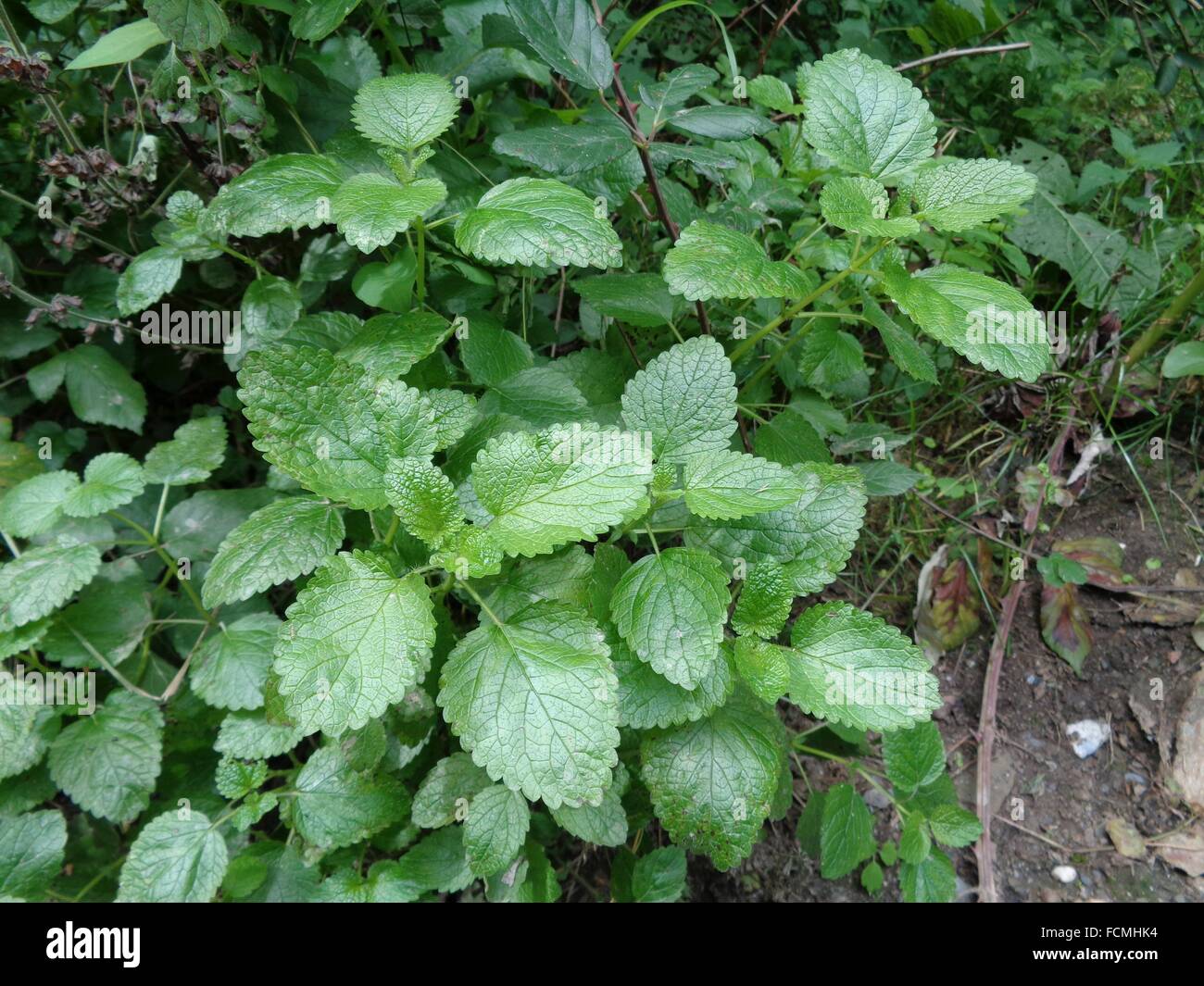 Infusion of melissa officinalis hi-res stock photography and images - Alamy