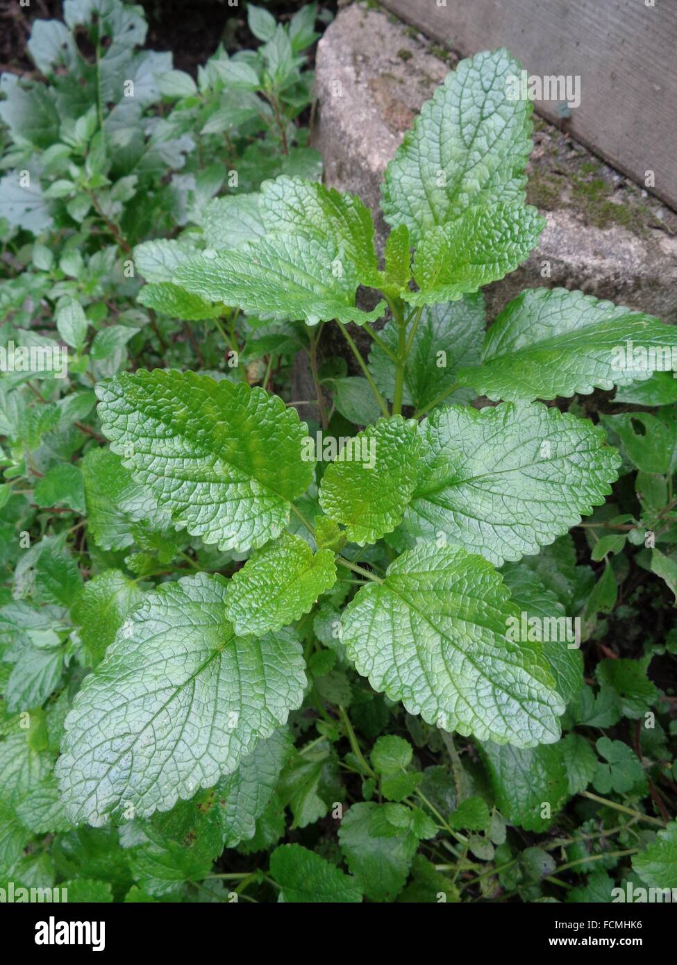 Infusion of melissa officinalis hi-res stock photography and images - Alamy