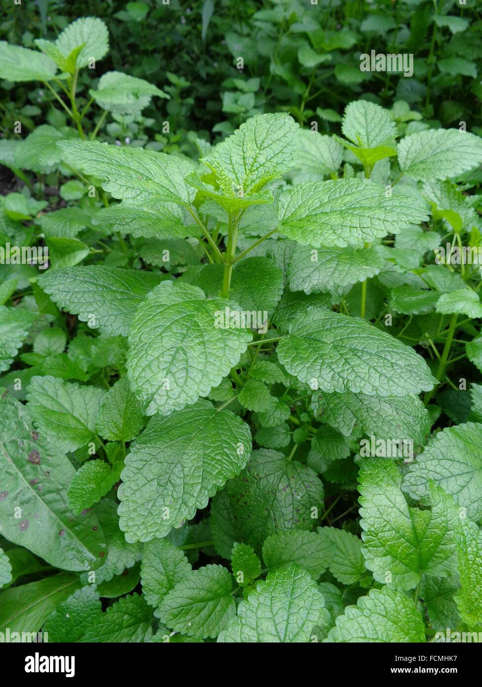 Infusion of melissa officinalis hi-res stock photography and images - Alamy