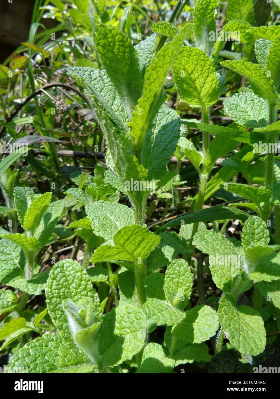 Mentha rotundifolia hi-res stock photography and images - Alamy