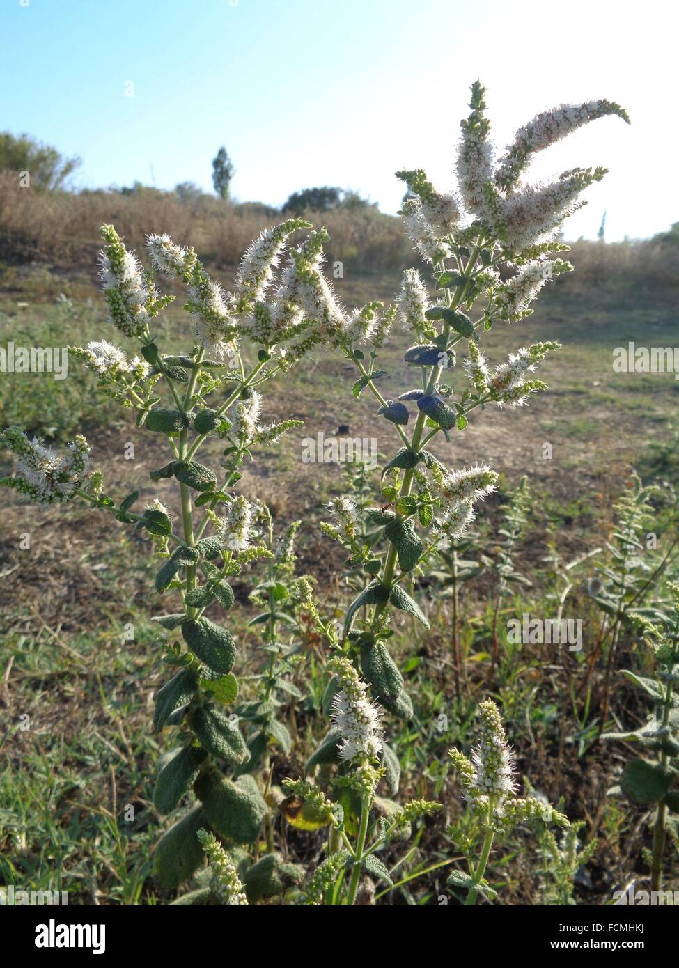 Mentha rotundifolia hi-res stock photography and images - Alamy