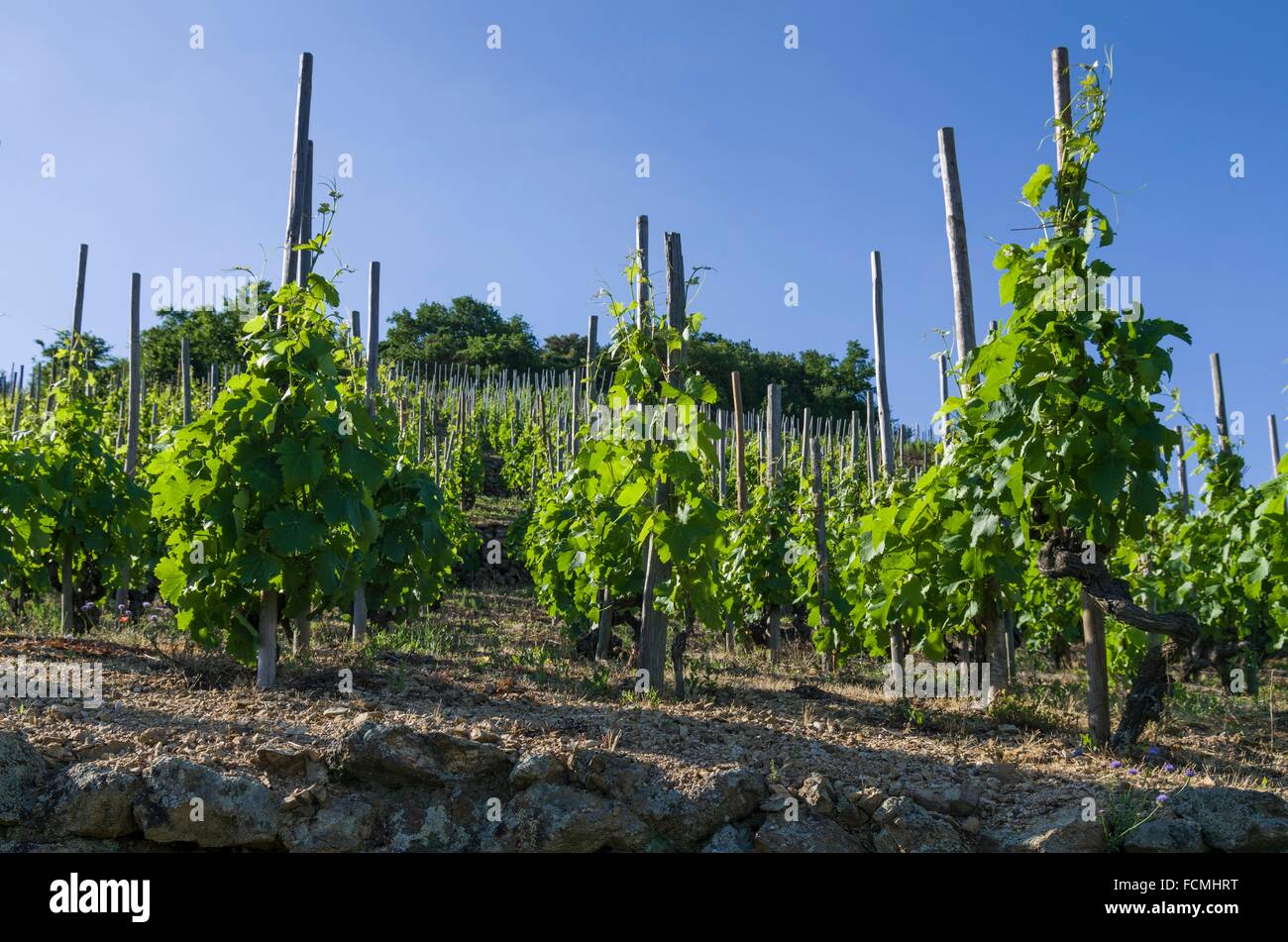 Cornas hi-res stock photography and images - Alamy