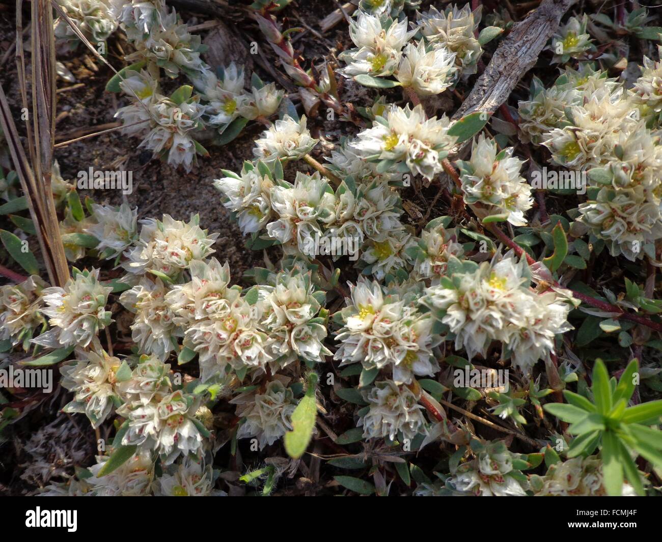 Paronychia Argentea High Resolution Stock Photography and Images - Alamy