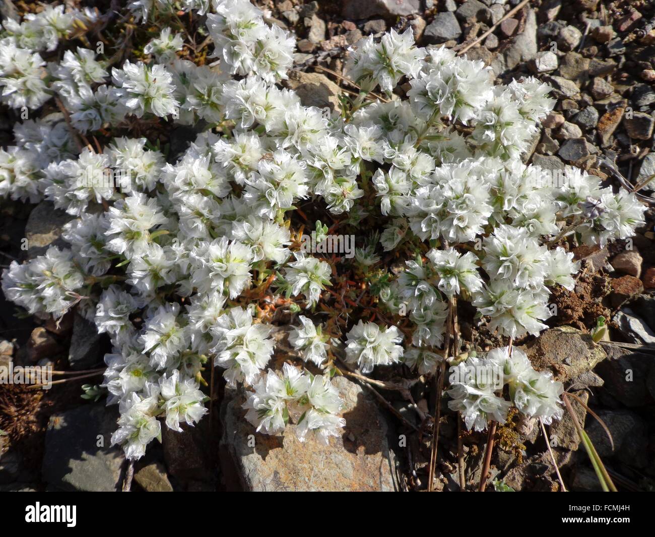 Paronychia hi-res stock photography and images - Alamy