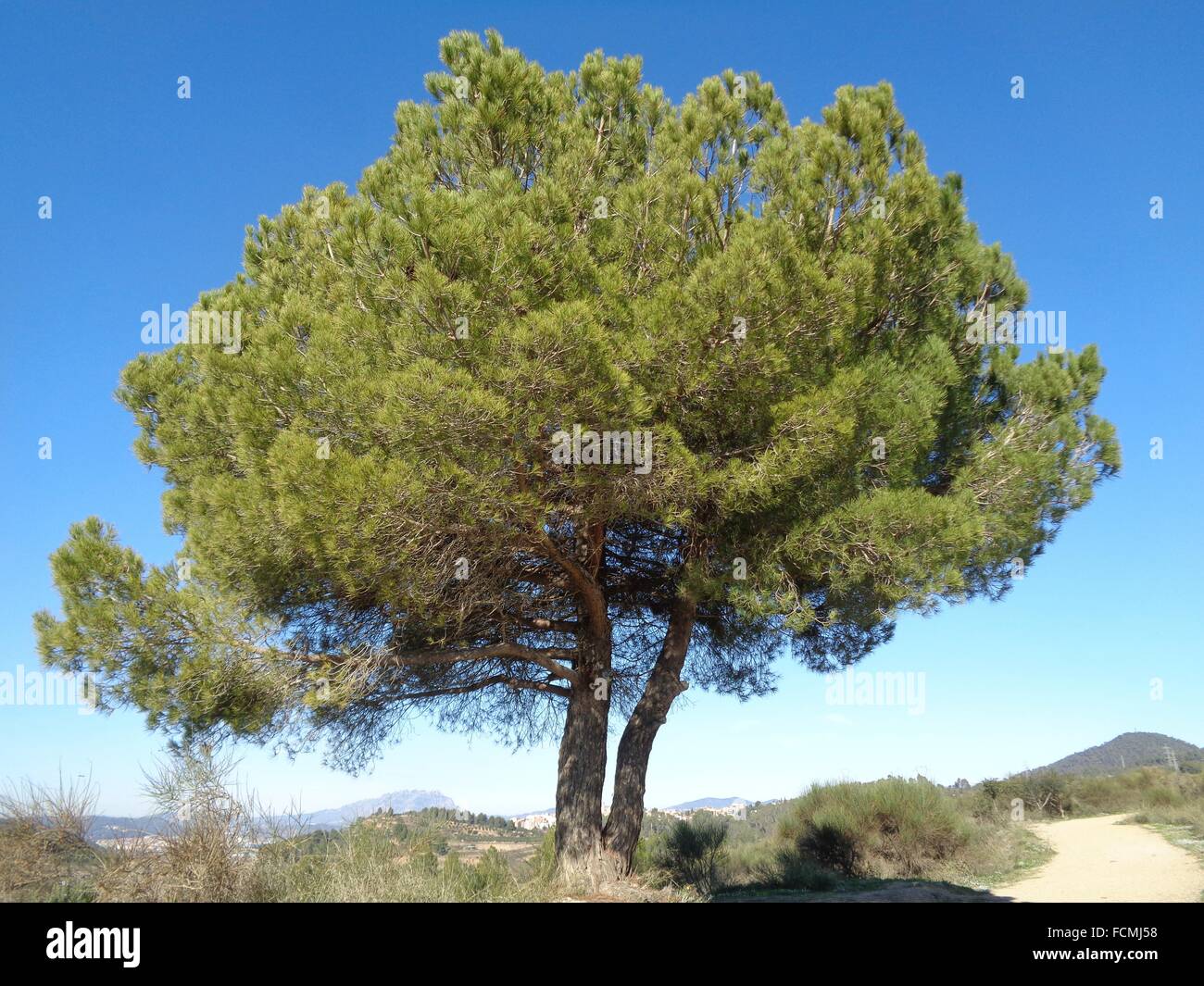 Pinus pina hi-res stock photography and images - Alamy