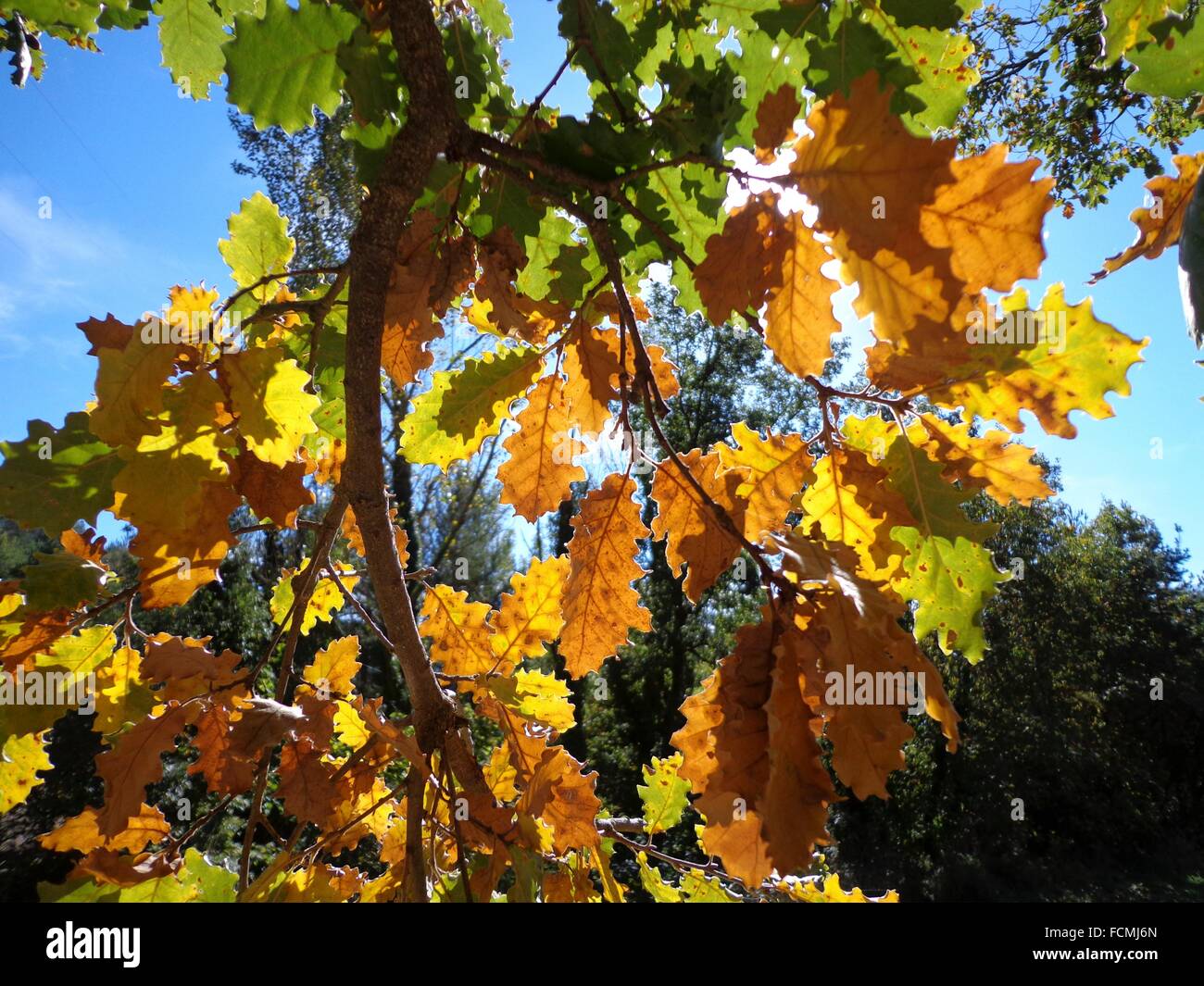 Roble quercus sp hi-res stock photography and images - Alamy