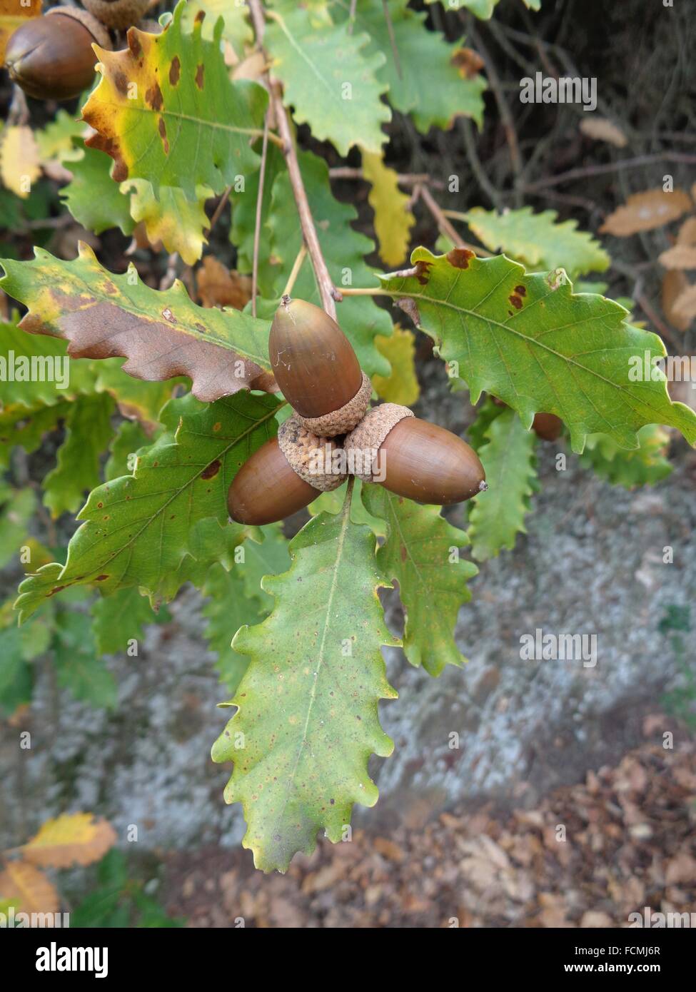 Roble quercus sp hi-res stock photography and images - Alamy