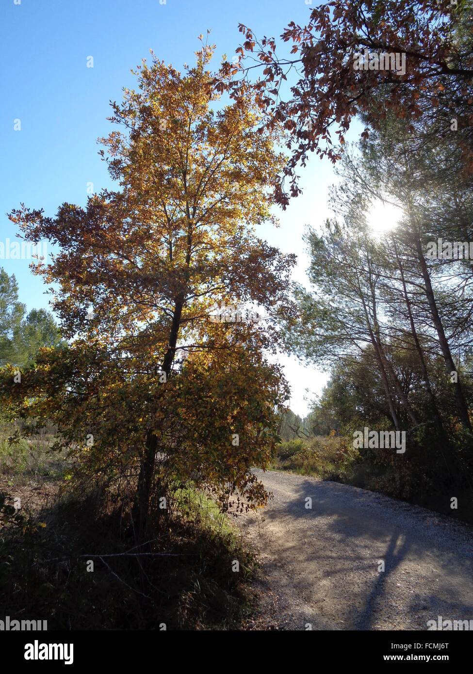Roble quercus sp hi-res stock photography and images - Alamy