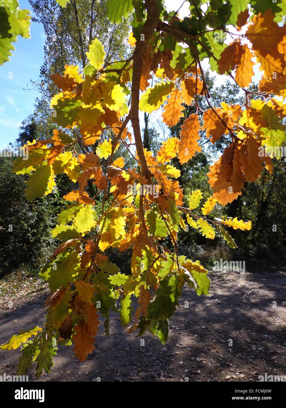 Roble quercus sp hi-res stock photography and images - Alamy