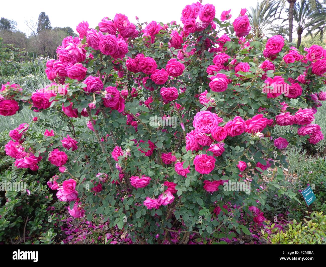 Exposición de Rosas Parque Cervantes mayo 2013 Stock Photo - Alamy
