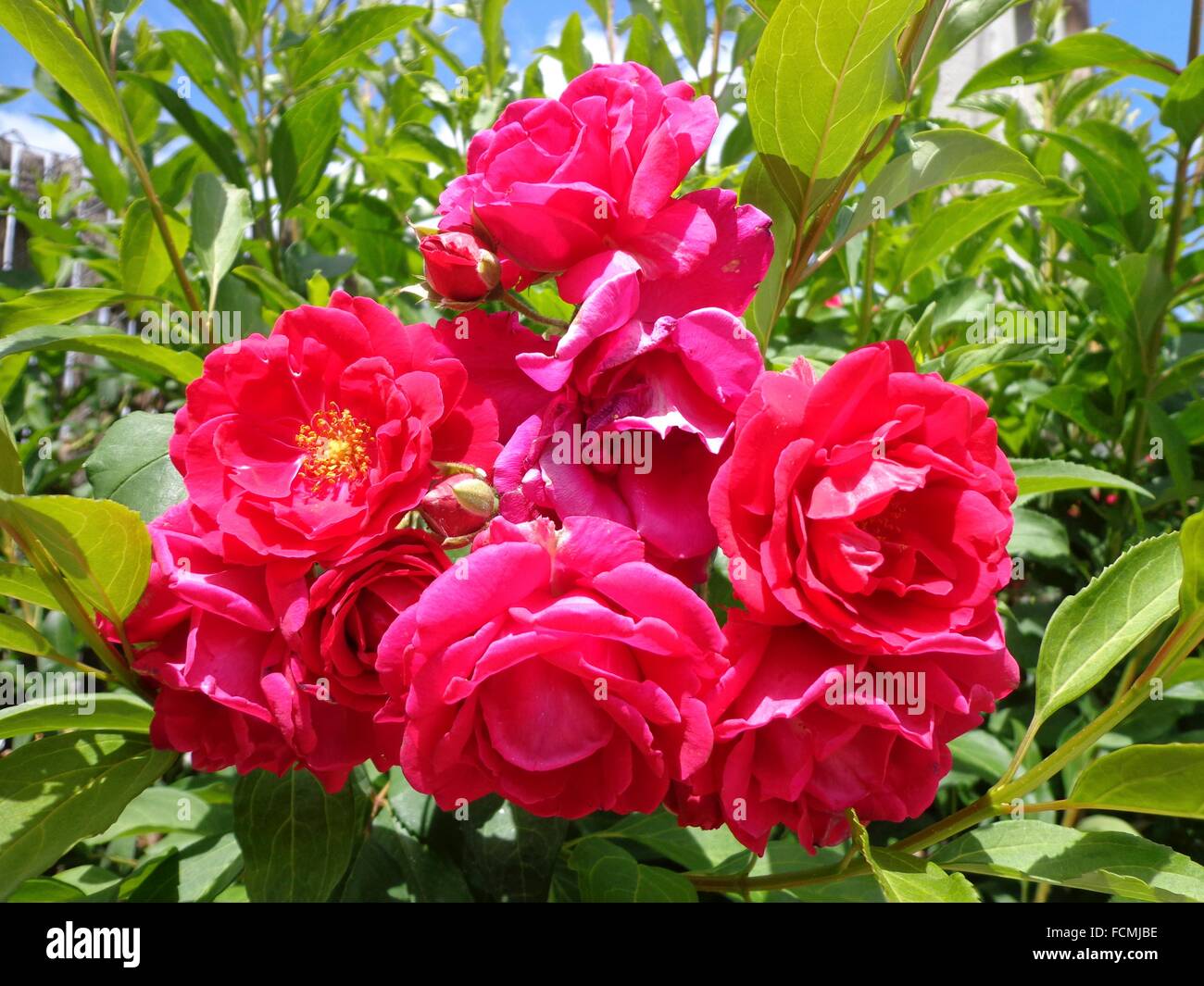 Parques jardines hi-res stock photography and images - Alamy