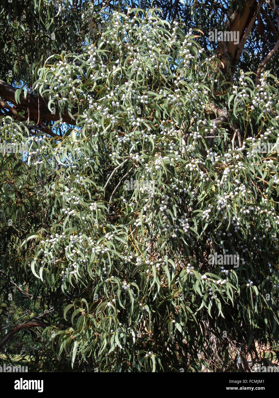 Eucalyptus Blue Gum Eucalyptus Globulus Stock Photos & Eucalyptus Blue ...