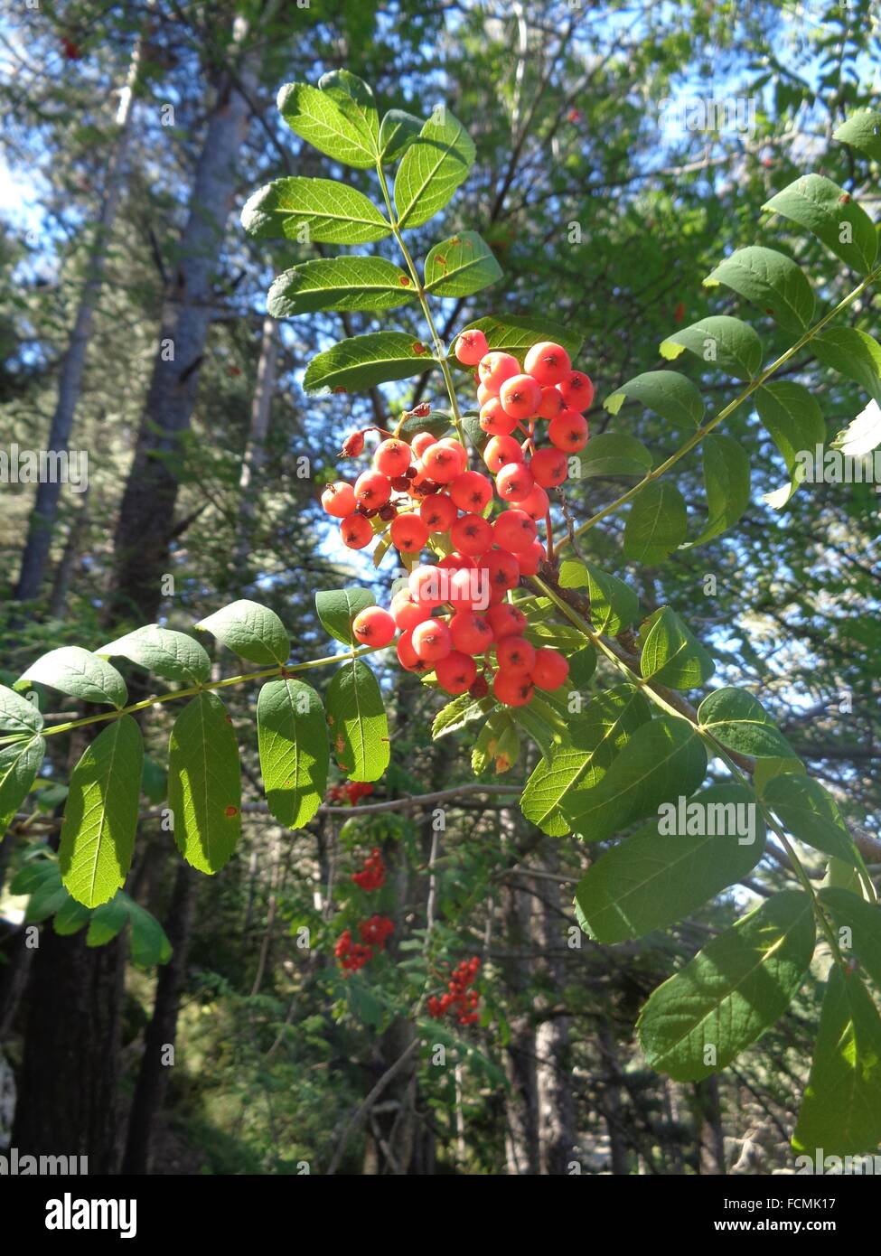 Serbal sorbus aucuparia hi-res stock photography and images - Alamy