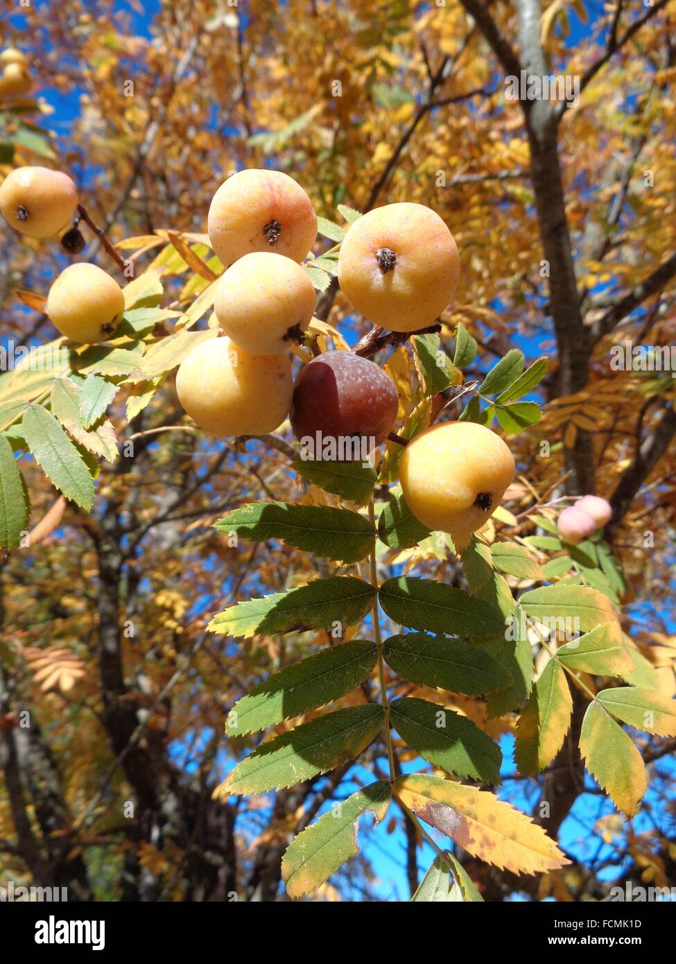 Sorbus Domestica Stock Photos & Sorbus Domestica Stock Images - Alamy