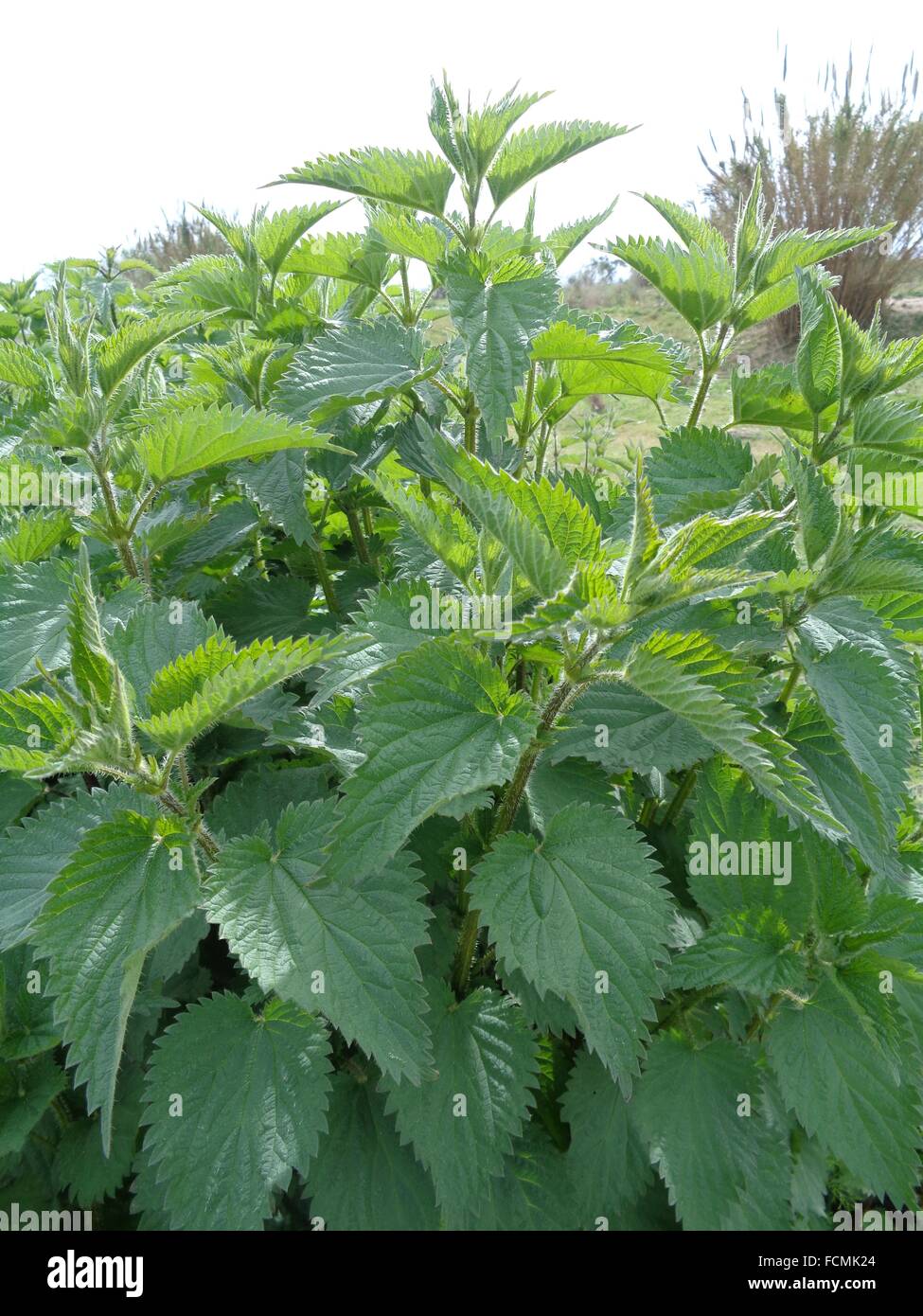 Urticante hi-res stock photography and images - Alamy