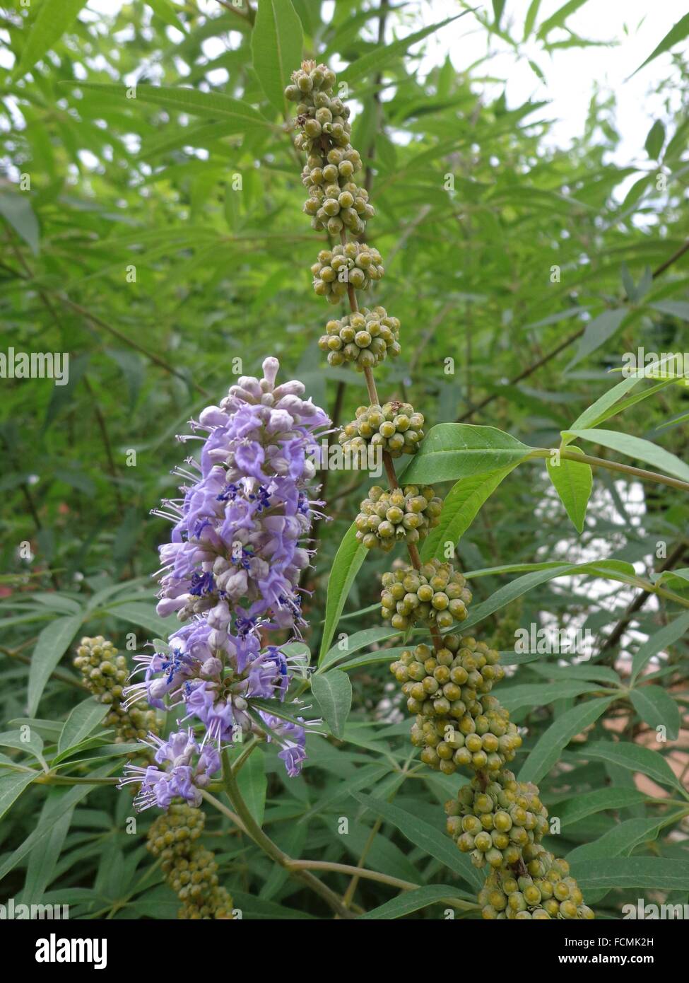 Agnus castus hi-res stock photography and images - Alamy
