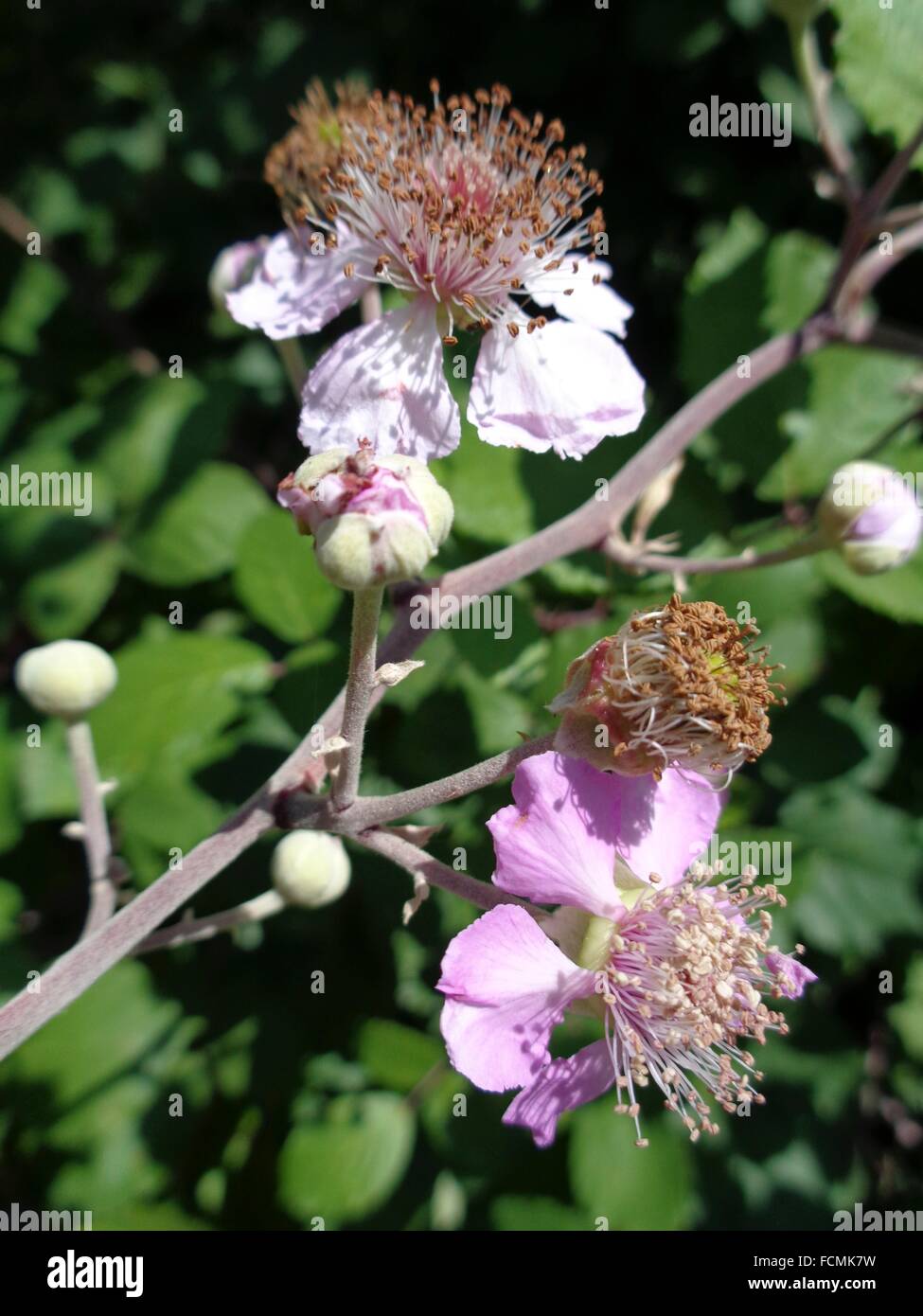 Rubus fruticosa hi-res stock photography and images - Alamy
