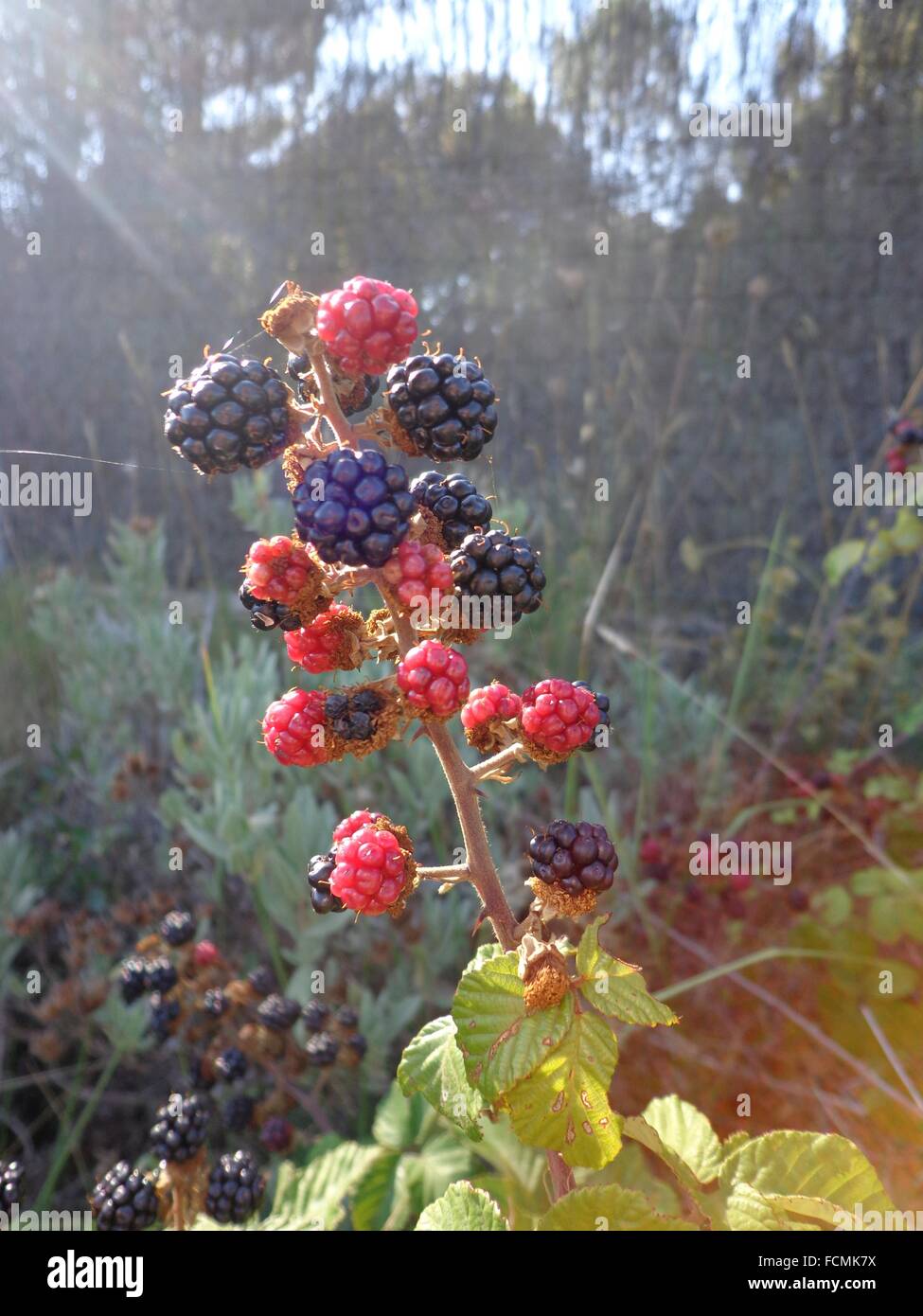 Rubus fruticosa hi-res stock photography and images - Alamy