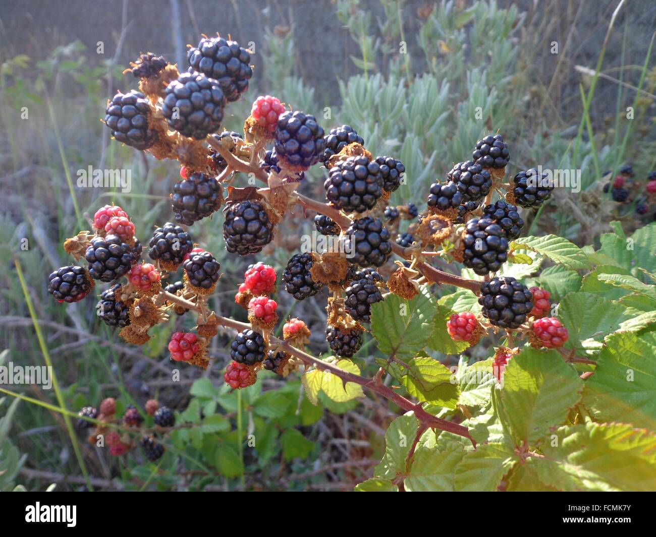 Rubus fruticosa hi-res stock photography and images - Alamy