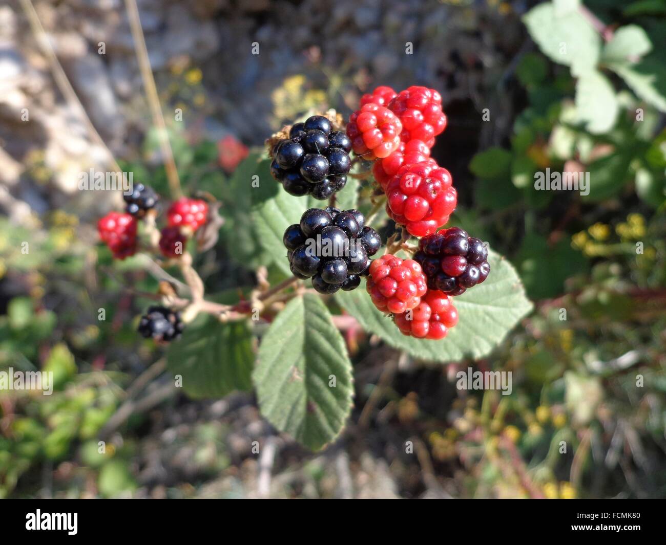 Rubus Fruticosa Stock Photos & Rubus Fruticosa Stock Images - Alamy